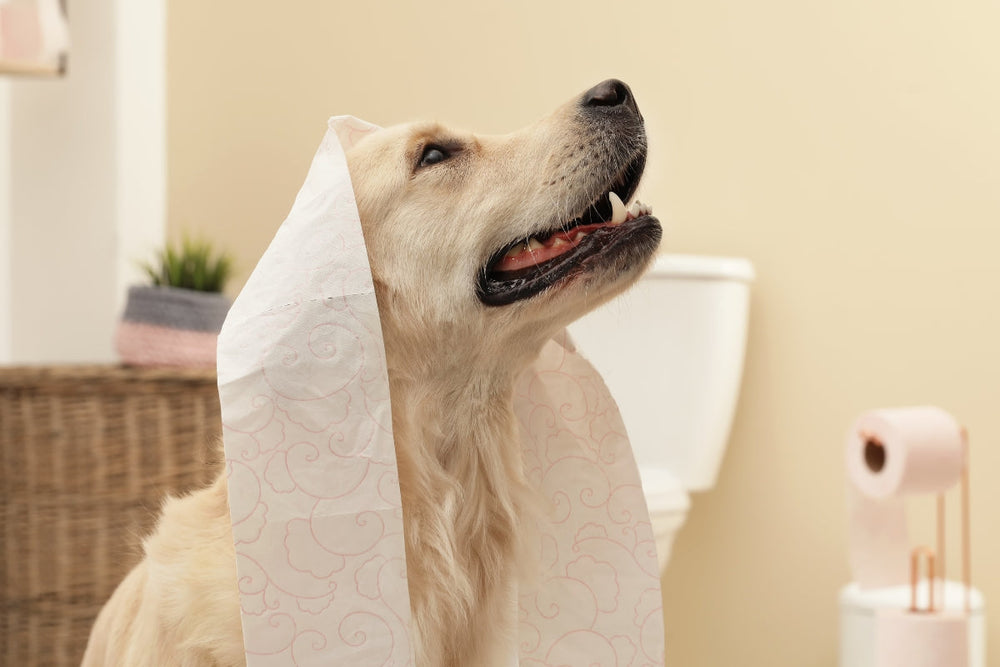 Dog Poop 101: How to Decode Consistency, Colour and Warning Signs