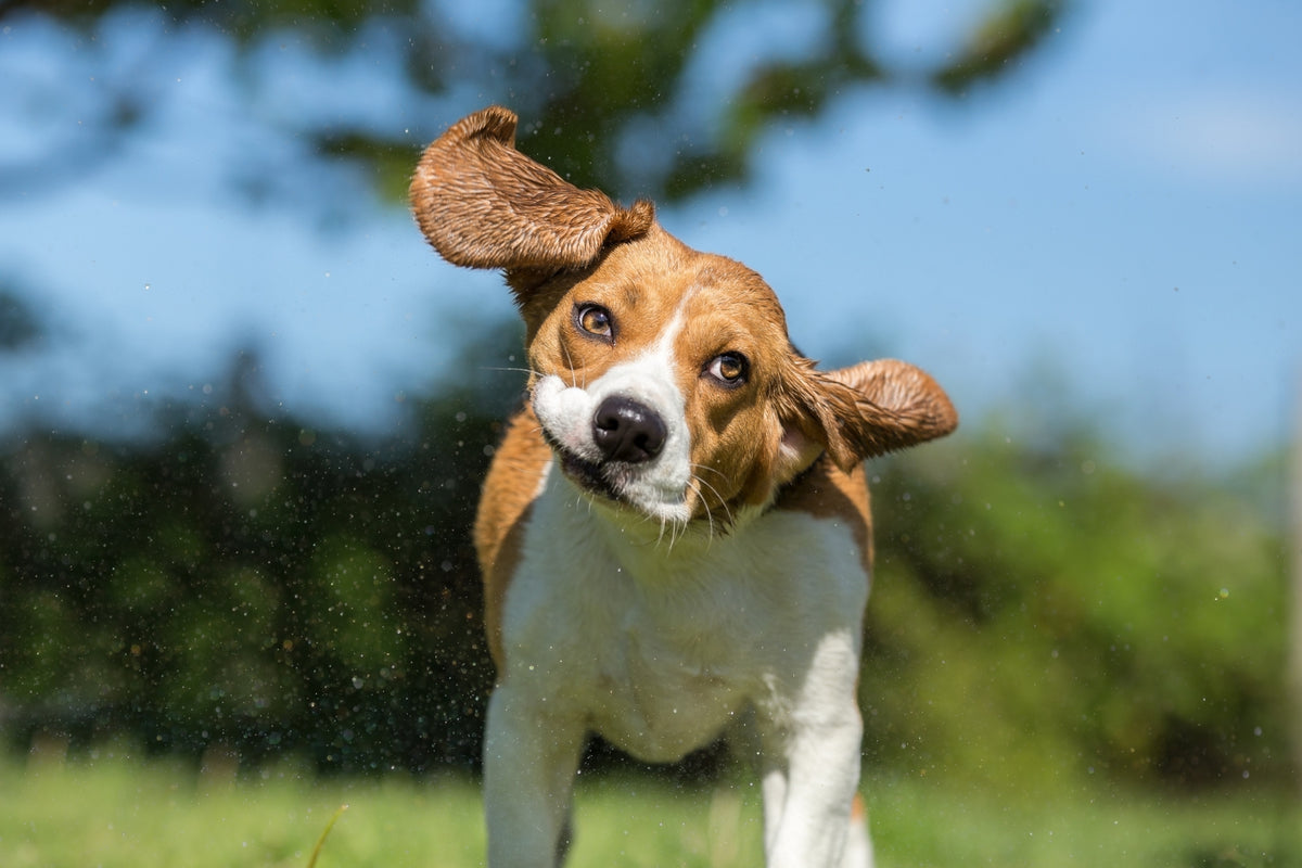 Why Is My Dog Shaking?