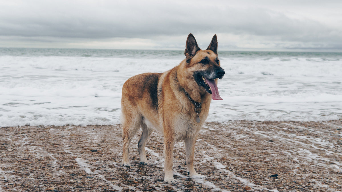 Why dogs drool and when to be concerned
